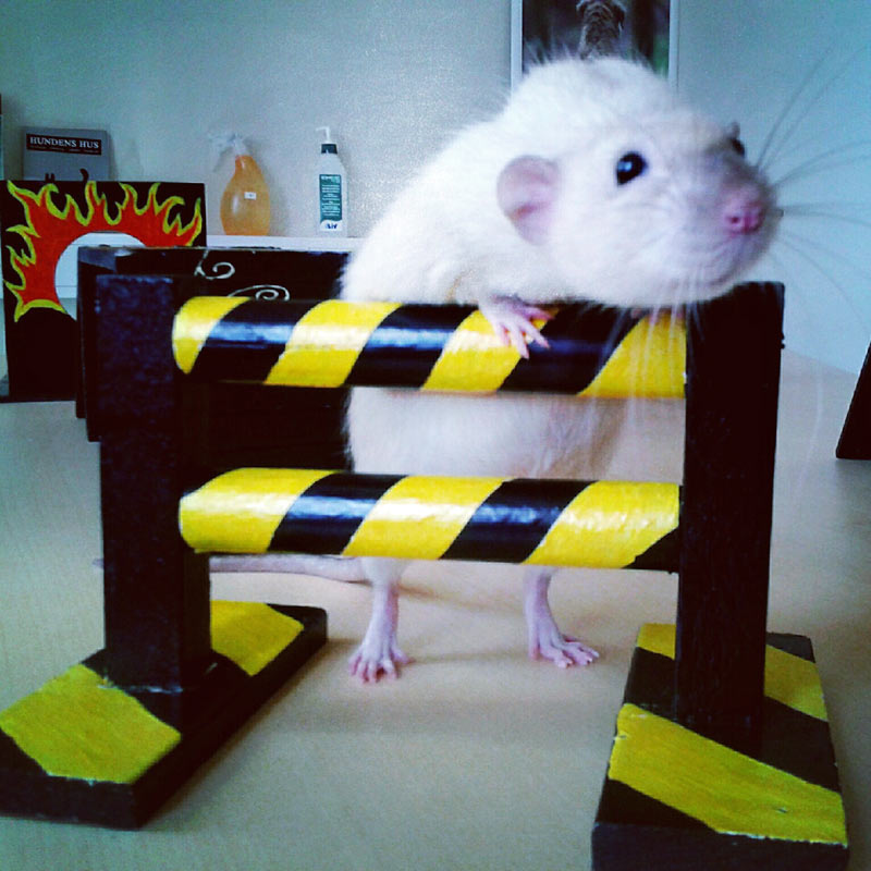 Rat Agility 101 – Lafeber Co. – Small Mammals