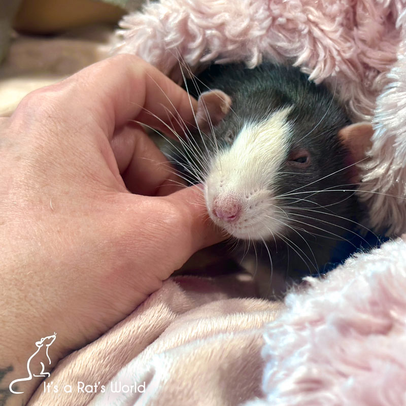 How To Pet Your Rats – Lafeber Co. – Small Mammals