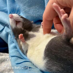 How To Pet Your Rats – Lafeber Co. – Small Mammals