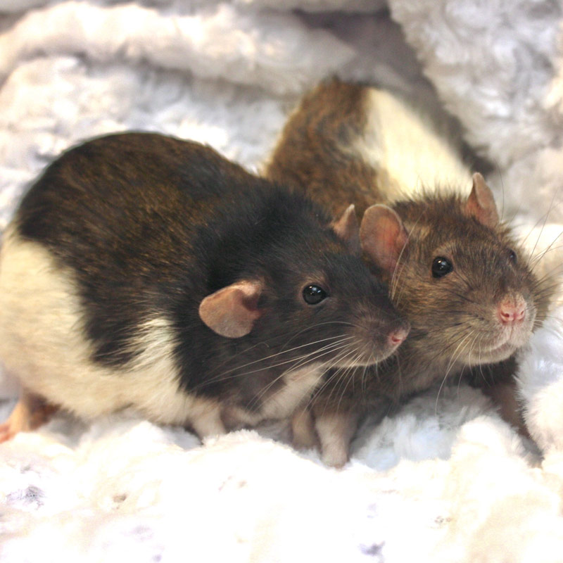 How To Choose Pet Rats – Lafeber Co. – Small Mammals