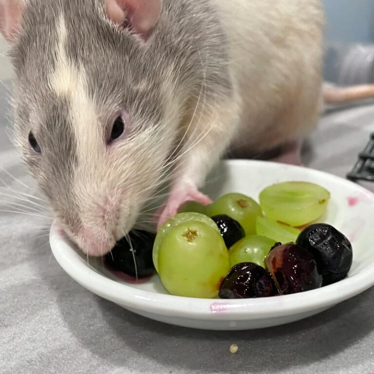 Rat Food Myths: The Facts About Foods To Avoid – Lafeber Co. – Small ...