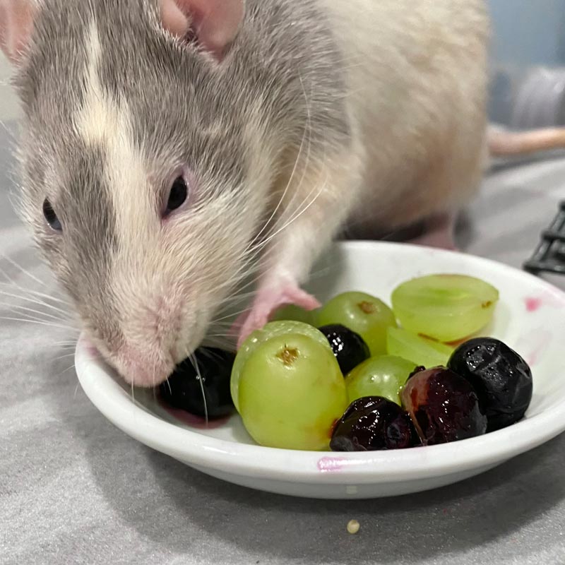 Rat Food Myths: The Facts About Foods To Avoid – Lafeber Co. – Small ...