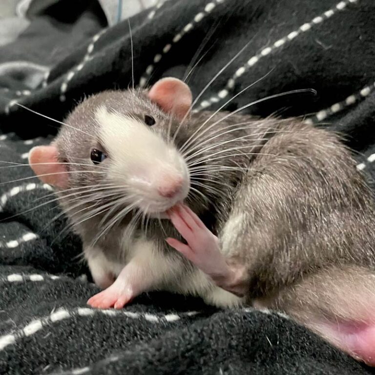 Senior Rats: What To Expect And How To Care For Them – Lafeber Co. – Small Mammals