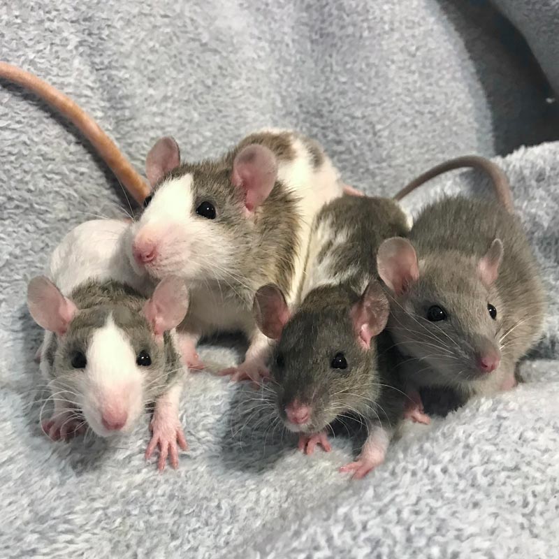 How To Choose Pet Rats – Lafeber Co. – Small Mammals