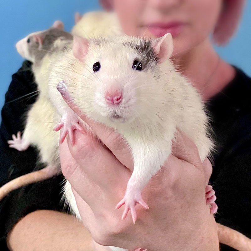 Why Rat Tails Are Important – Lafeber Co. – Small Mammals