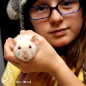 What To Know About Rats As Pets For Children – Lafeber Co. – Small Mammals