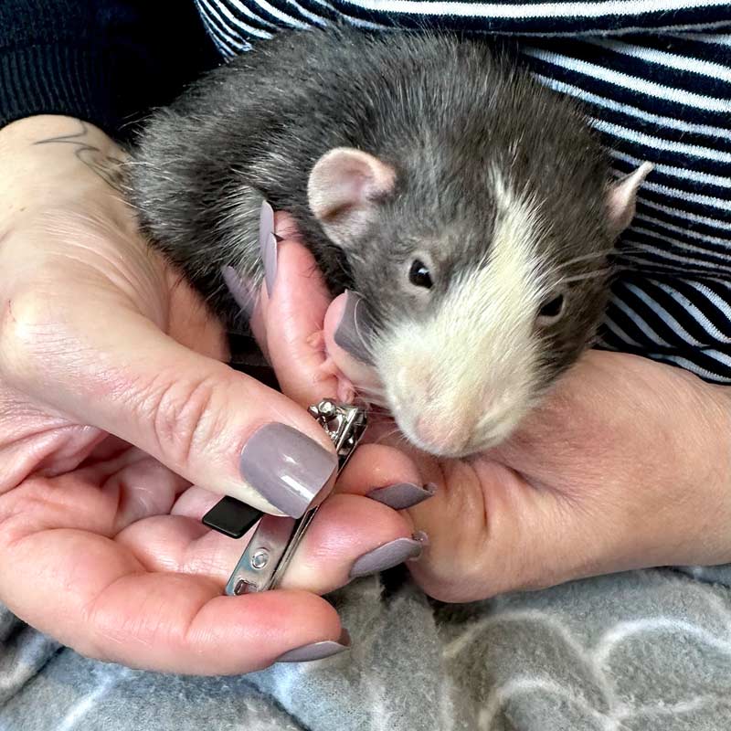 Pet Rat Nail Care – Lafeber Co. – Small Mammals