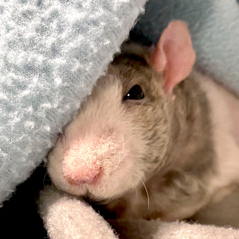 Do Pet Rats Bite? – Lafeber Co. – Small Mammals