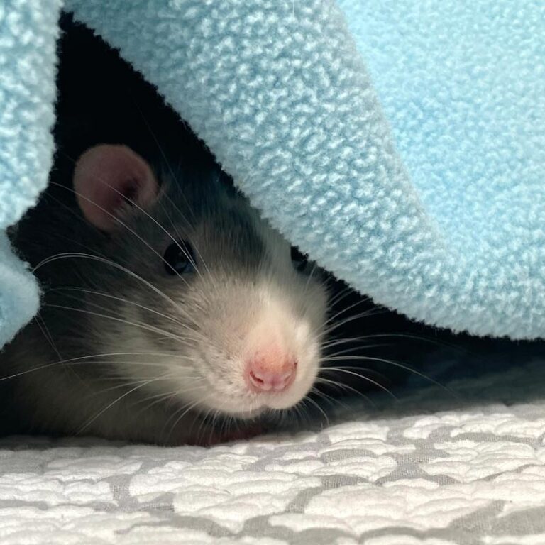 Pet Rat Care Do’s And Don’ts – Lafeber Co. – Small Mammals