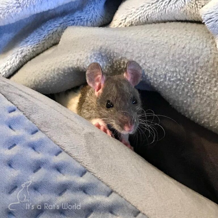 What To Do If Your Rat Escapes Their Cage – Lafeber Co. – Small Mammals