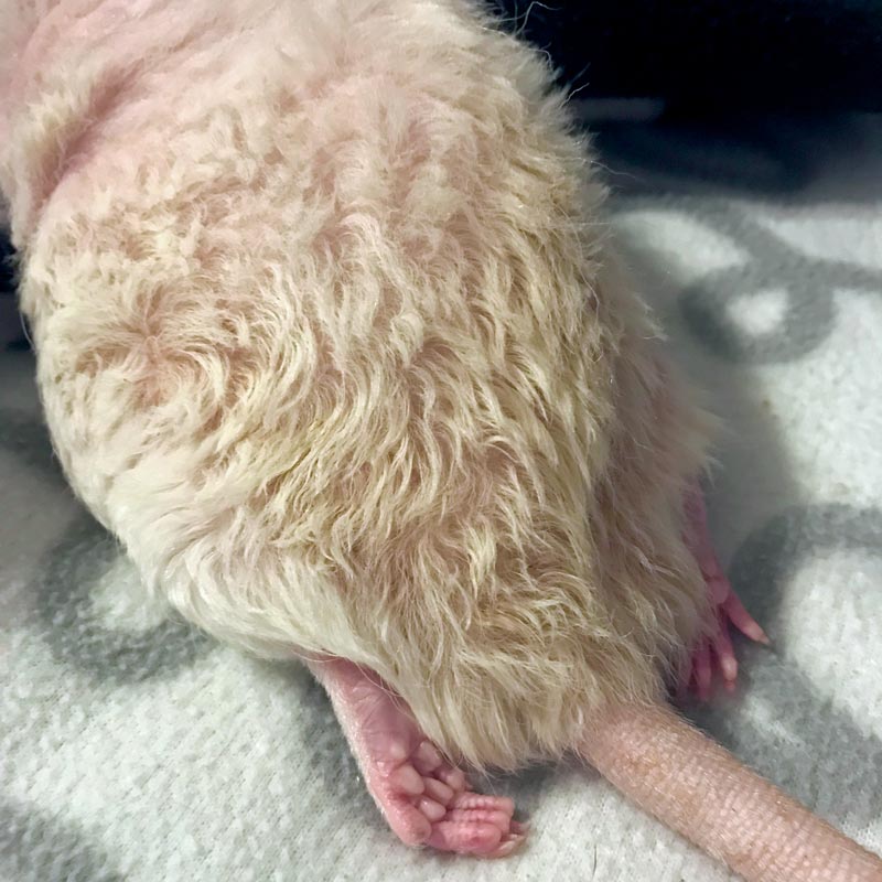 Is My Rat Sick Or In Pain? Know The Signs – Lafeber Co. – Small Mammals