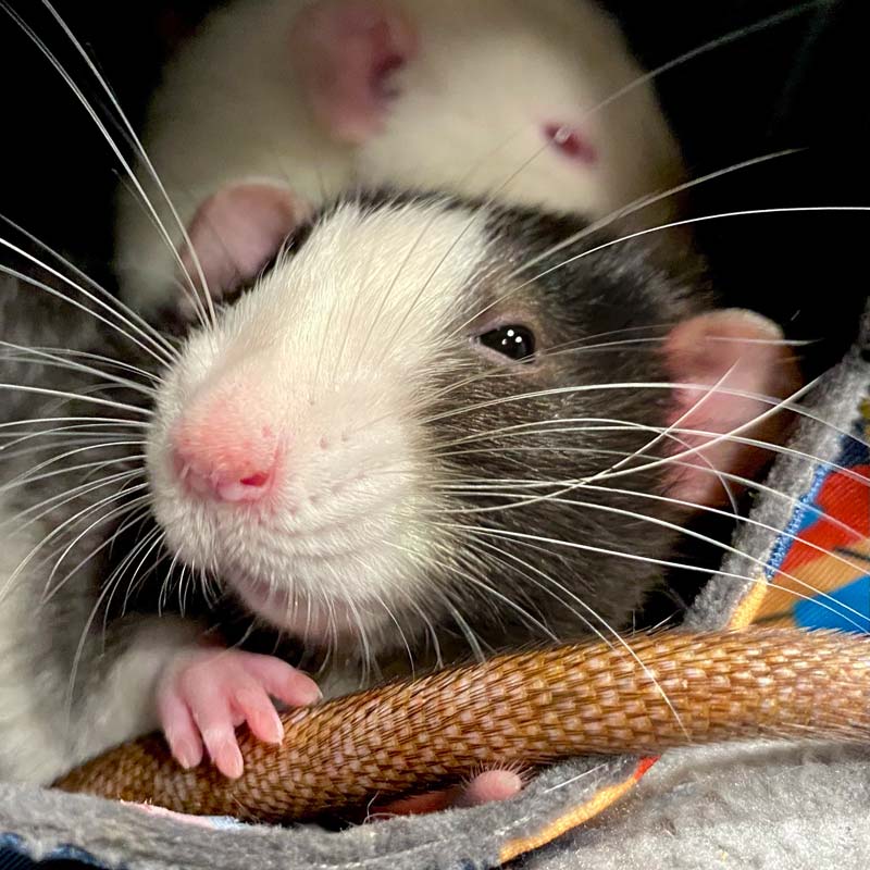 Why Rat Tails Are Important – Lafeber Co. – Small Mammals