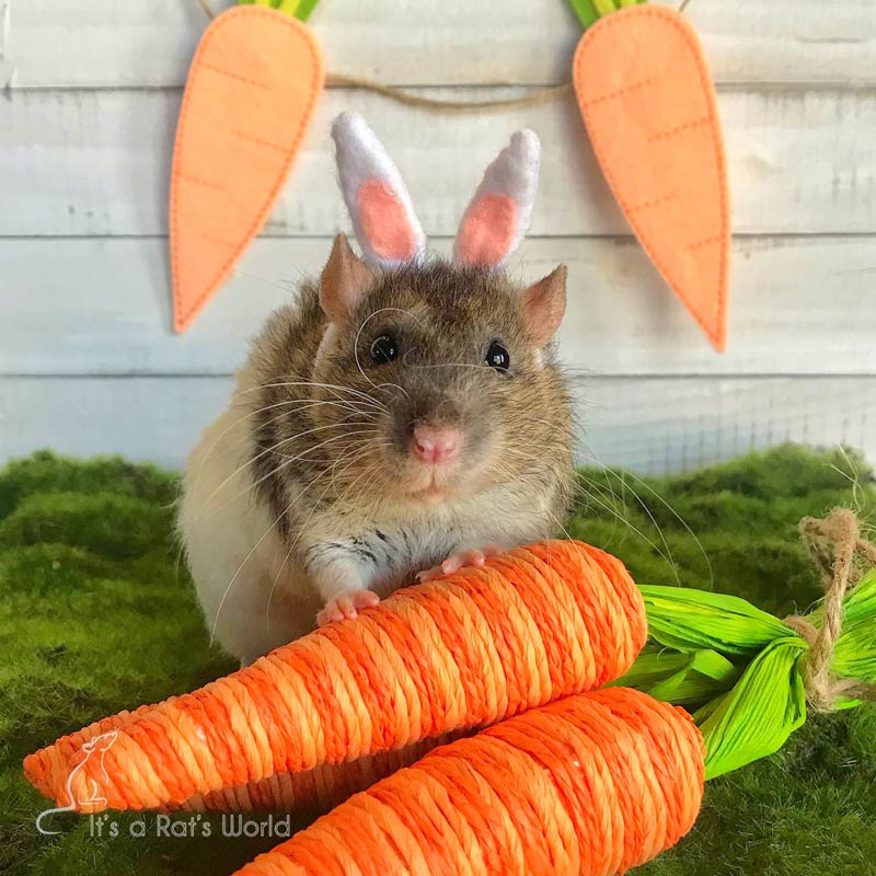 A Few Of My Favorite Rat Photos – Lafeber Co. – Small Mammals