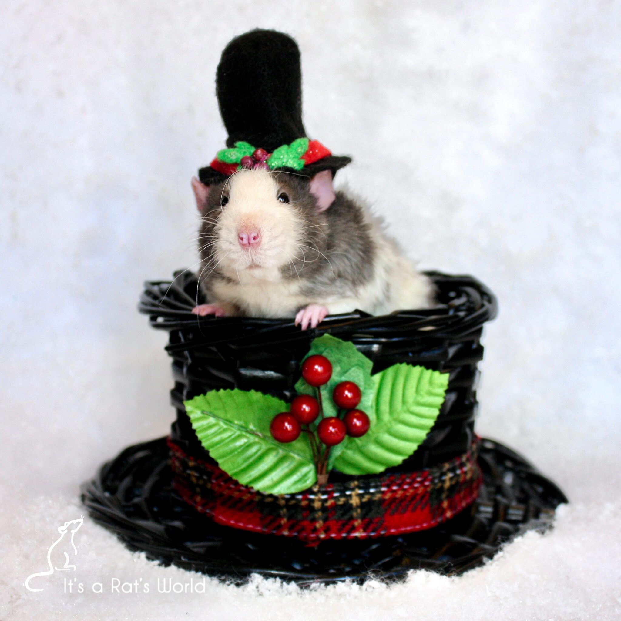 A Few Of My Favorite Rat Photos – Lafeber Co. – Small Mammals