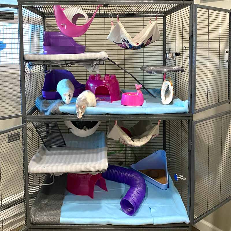 Pet Rat Care Do’s And Don’ts – Lafeber Co. – Small Mammals