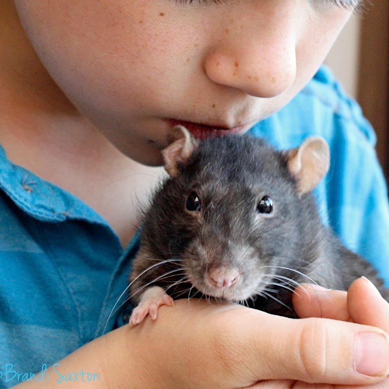 All About Rat Myths – Lafeber Co. – Small Mammals
