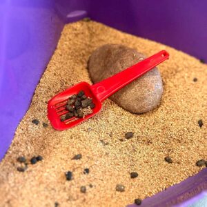 Pet Rat Poop And Poop Habits – Lafeber Co. – Small Mammals