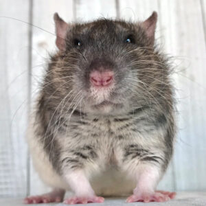 Why Rats Fight And What To Do When It Happens – Lafeber Co. – Small Mammals