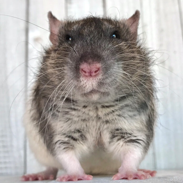 Why Rats Fight And What To Do When It Happens – Lafeber Co. – Small Mammals