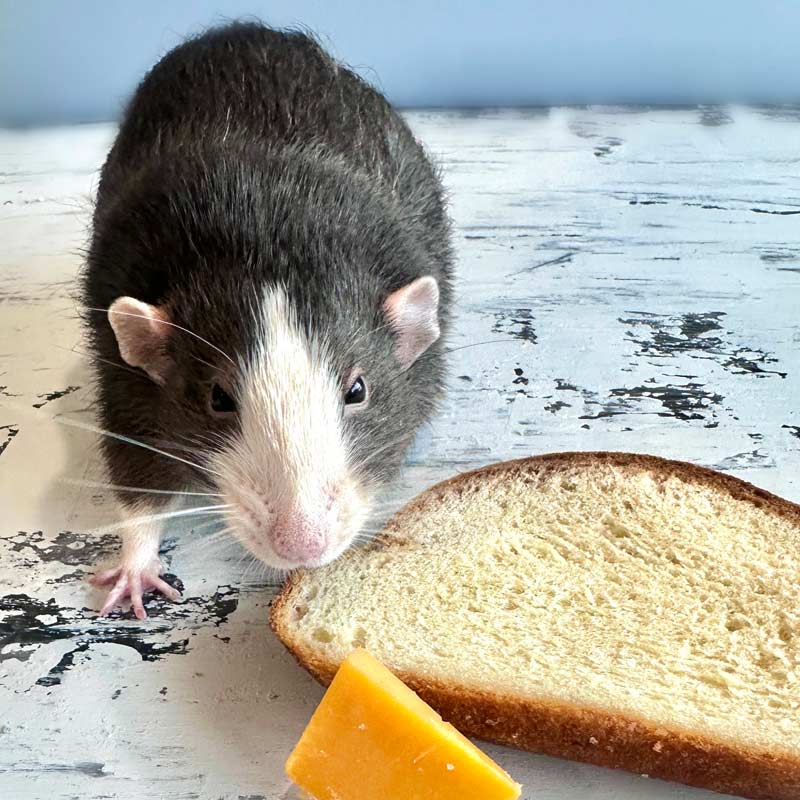 Rat Food Myths: The Facts About Foods To Avoid – Lafeber Co. – Small ...