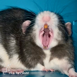 Rat Teeth: What You Need To Know – Lafeber Co. – Small Mammals