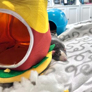 What To Know About Pet Rats And Sleep – Lafeber Co. – Small Mammals