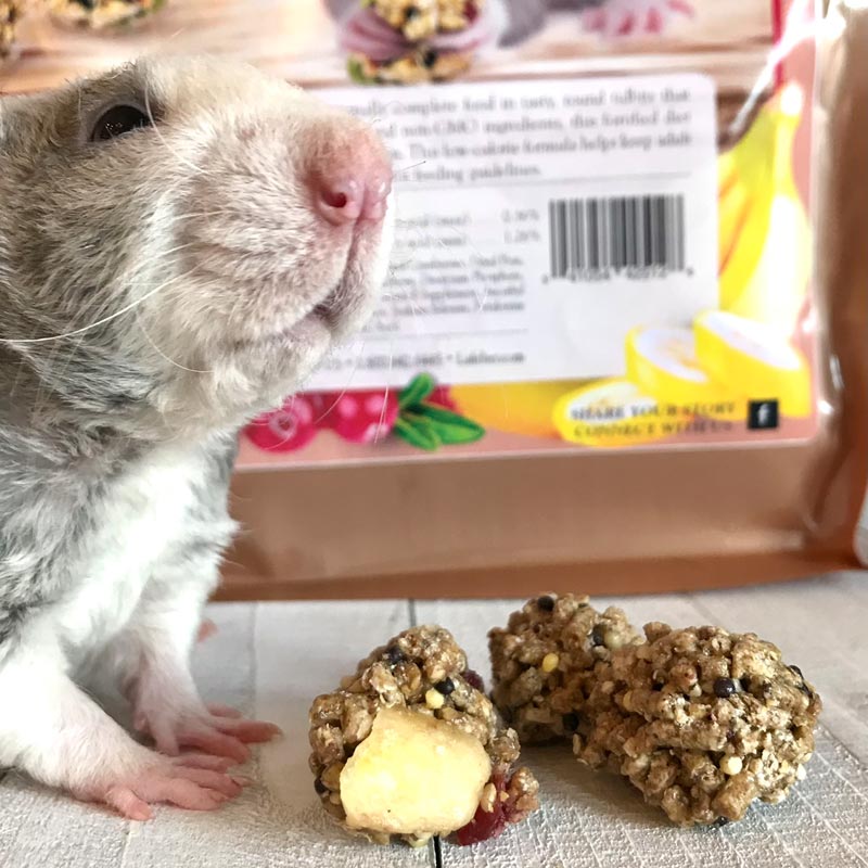 How To Be The Best Rat Mom Or Rat Dad – Lafeber Co. – Small Mammals