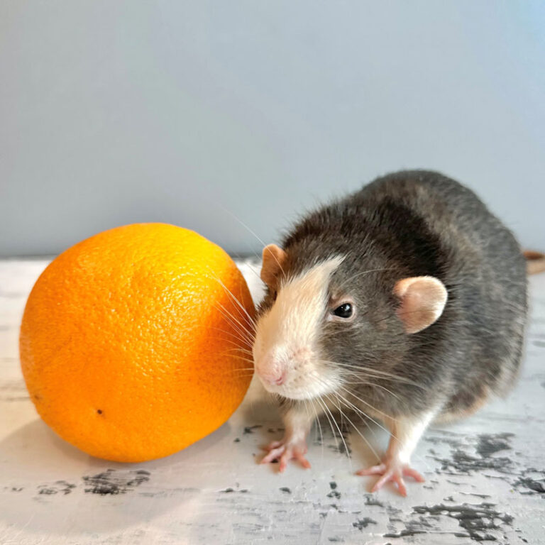 Rat Food Myths: The Facts About Foods To Avoid – Lafeber Co. – Small ...