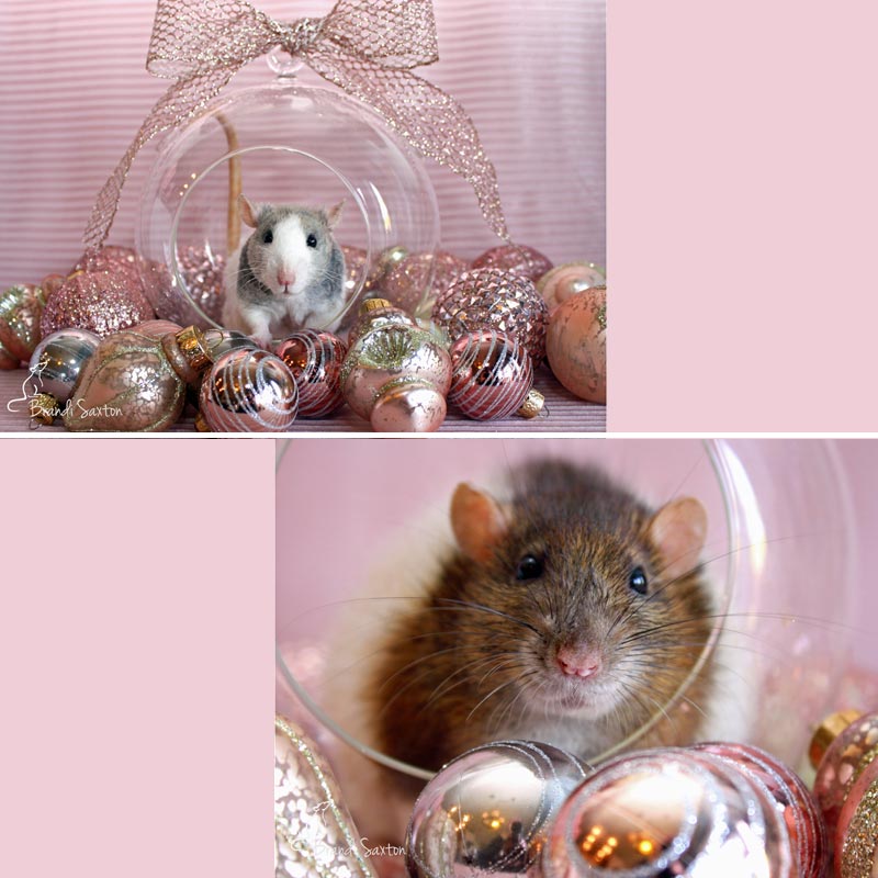Tips For Holiday-Themed Rat Photo Shoots – Lafeber Co. – Small Mammals