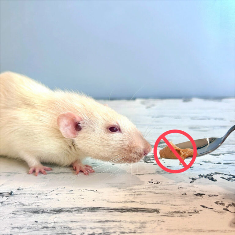 Rat Food Myths: The Facts About Foods To Avoid – Lafeber Co. – Small ...