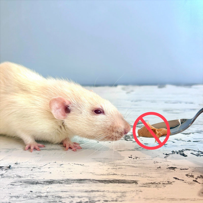 Rat Food Myths: The Facts About Foods To Avoid – Lafeber Co. – Small ...