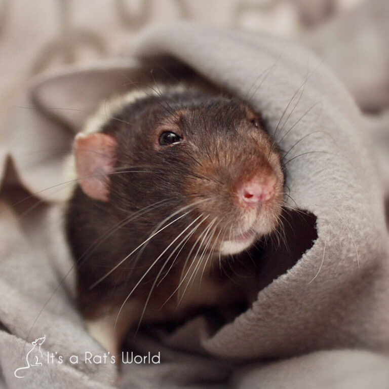 Helping A Scared Pet Rat – Lafeber Co. – Small Mammals