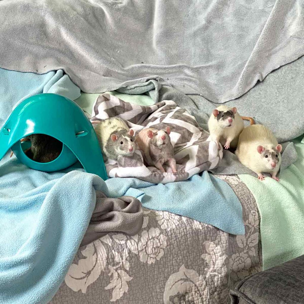 Let Rat Play Rule In A Rat Playground – Lafeber Co. – Small Mammals