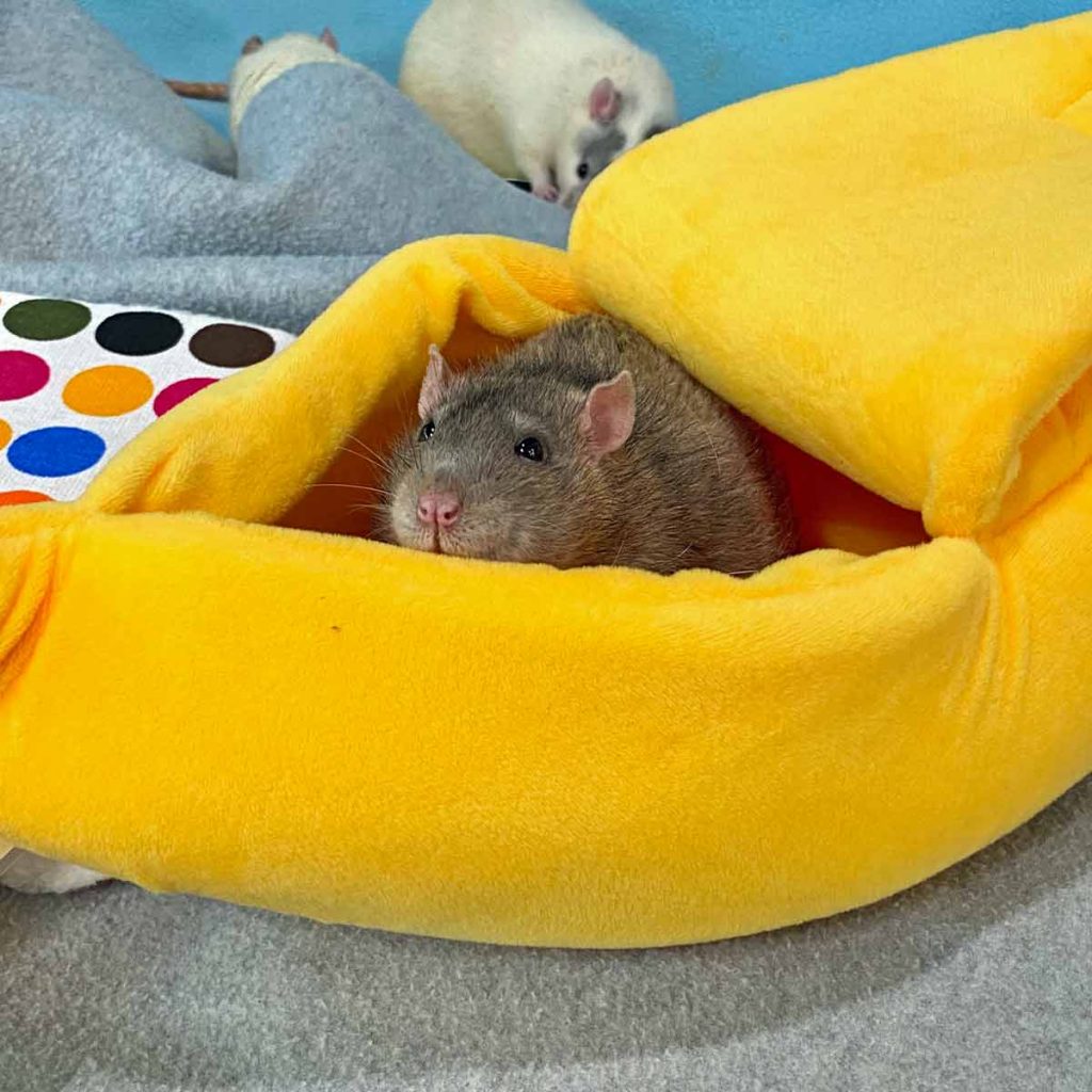 Let Rat Play Rule In A Rat Playground – Lafeber Co. – Small Mammals