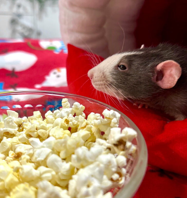 Reviewing Movies About Rats With My Rats – Lafeber Co. – Small Mammals