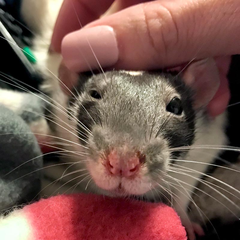 How To Choose Pet Rats – Lafeber Co. – Small Mammals