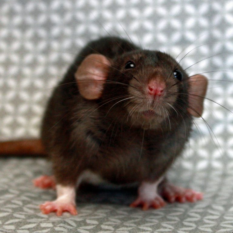 Fun Facts About Rats You May Not Know – Lafeber Co. – Small Mammals