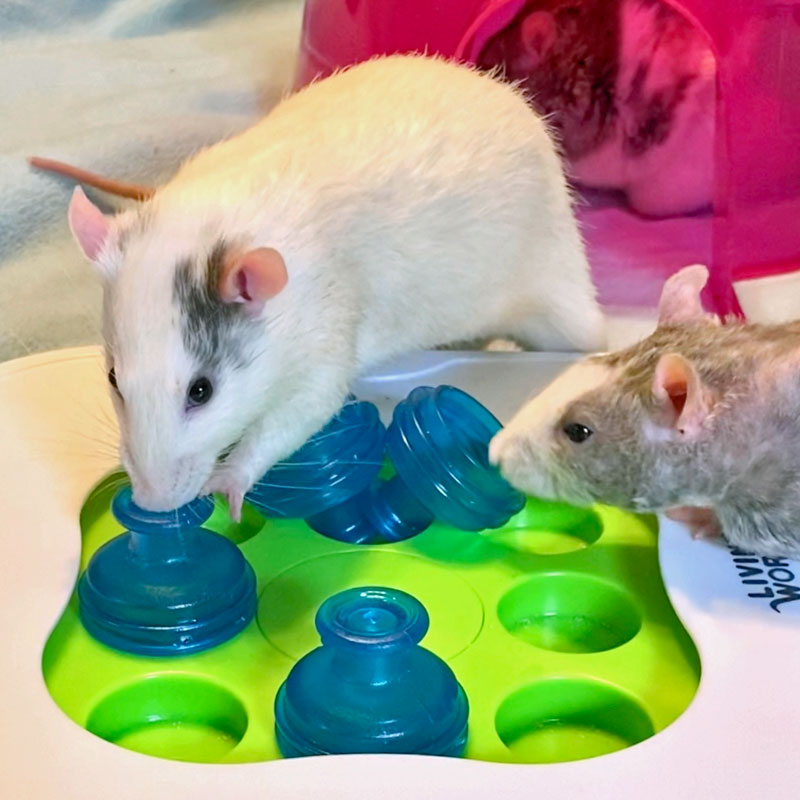 Fun Facts About Rats You May Not Know – Lafeber Co. – Small Mammals