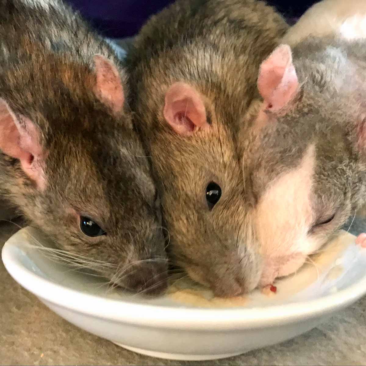 Enjoy The Holidays With Your Rats – Lafeber Co. – Small Mammals