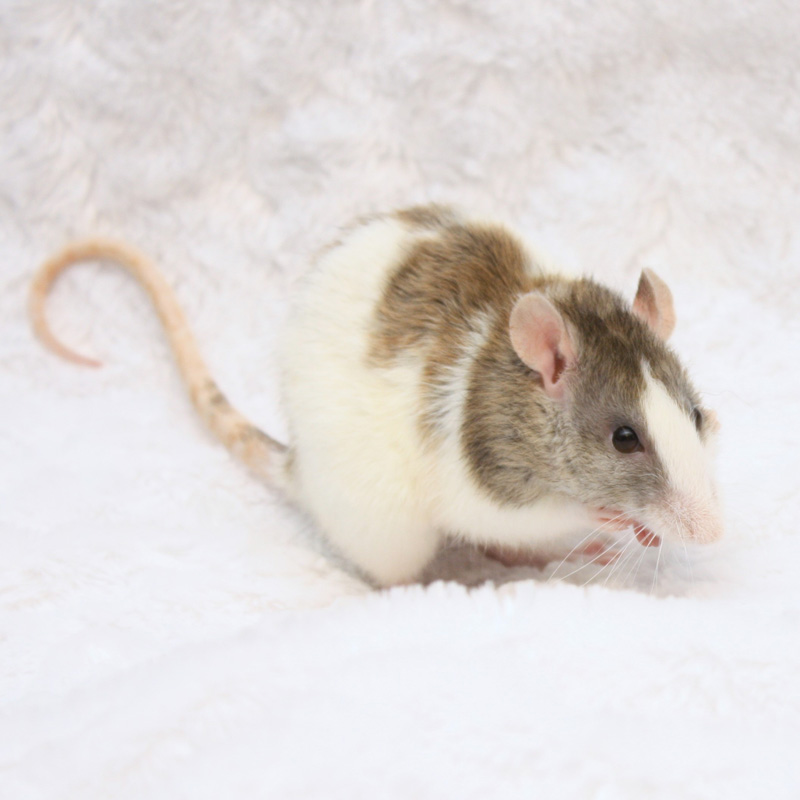 Why Rat Tails Are Important – Lafeber Co. – Small Mammals