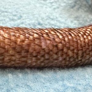 Why Rat Tails Are Important – Lafeber Co. – Small Mammals