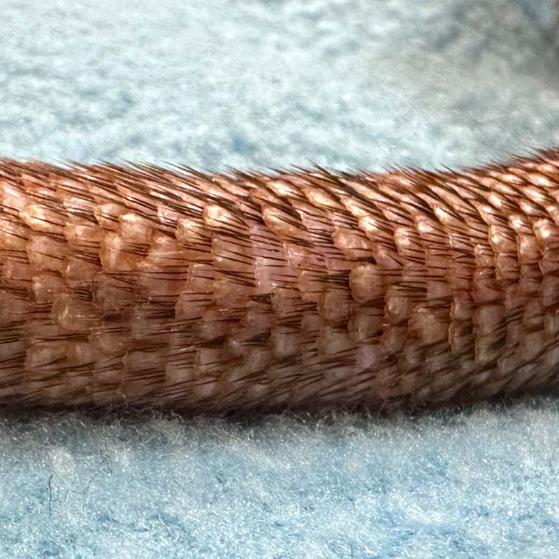 Why Rat Tails Are Important – Lafeber Co. – Small Mammals