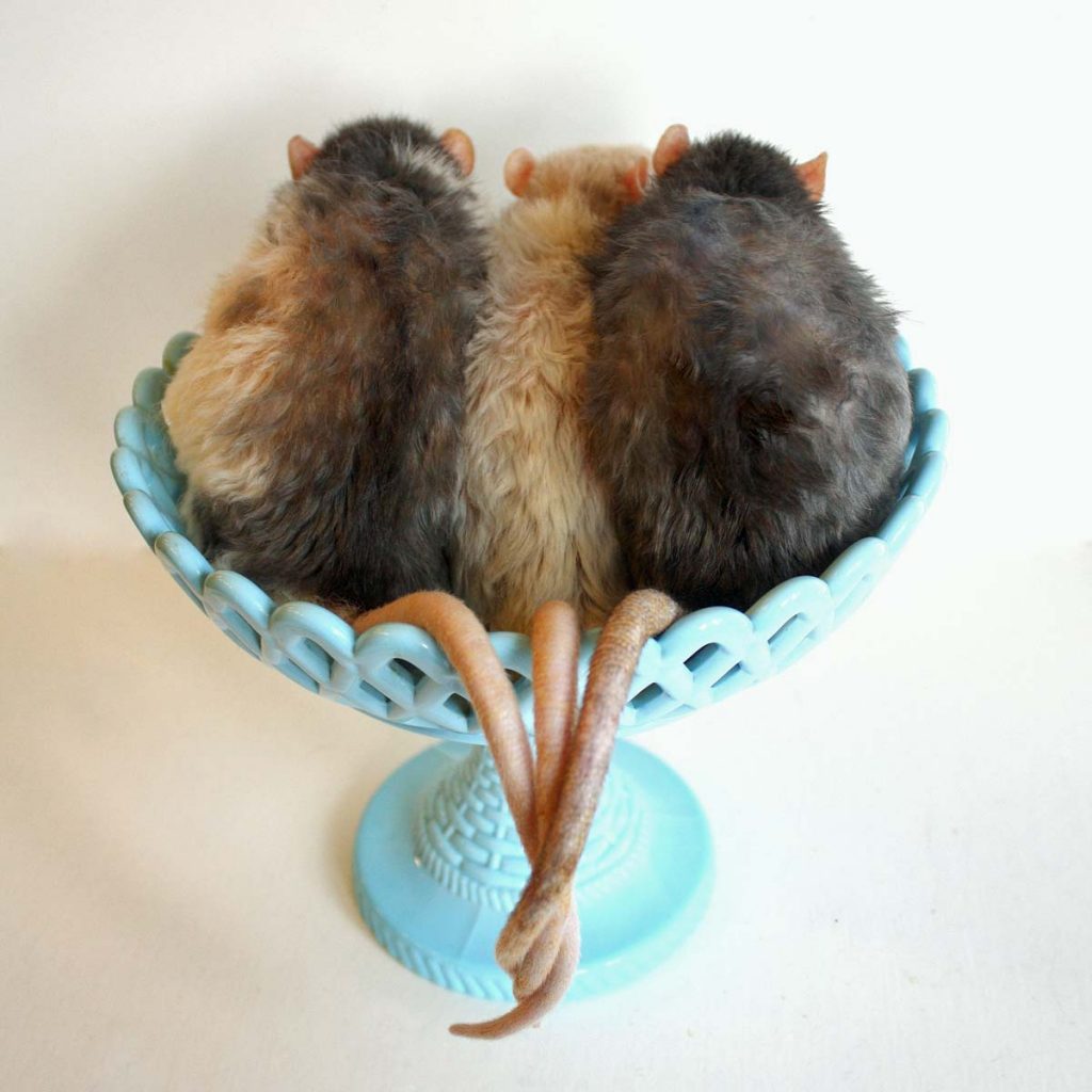 Top Tips For Cleaning Rat Tails – Lafeber Co. – Small Mammals