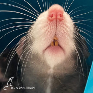 Rat Teeth: What You Need To Know – Lafeber Co. – Small Mammals