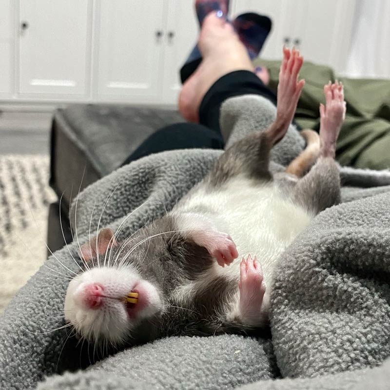 How To Be The Best Rat Mom Or Rat Dad – Lafeber Co. – Small Mammals