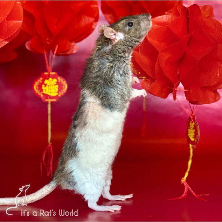 Why Rat Tails Are Important – Lafeber Co. – Small Mammals