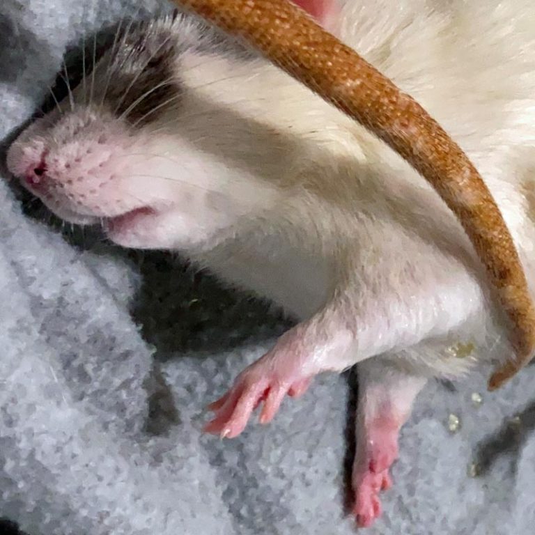 Rat Communication: How Your Rats Talk To Each Other – Lafeber Co ...