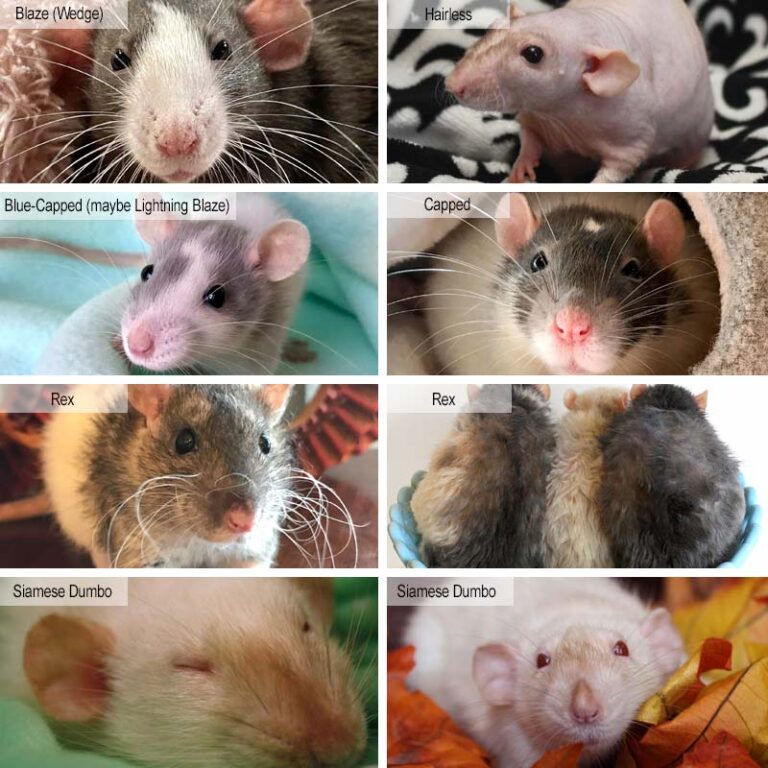 How To Choose Pet Rats – Lafeber Co. – Small Mammals