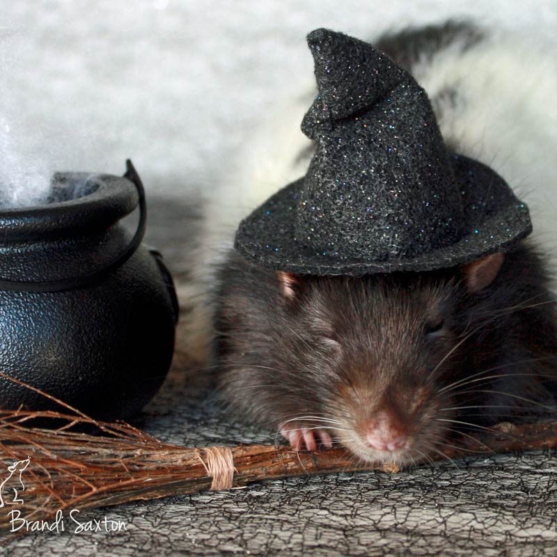Tips For Holiday-Themed Rat Photo Shoots – Lafeber Co. – Small Mammals
