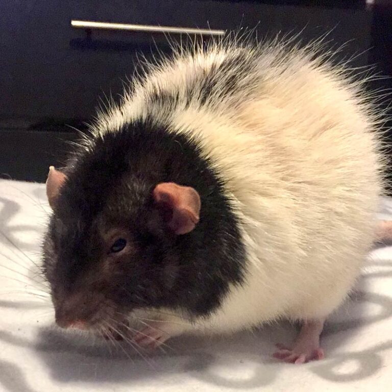 Does A Pet Rat’s Personality Change Over Time? – Lafeber Co. – Small ...